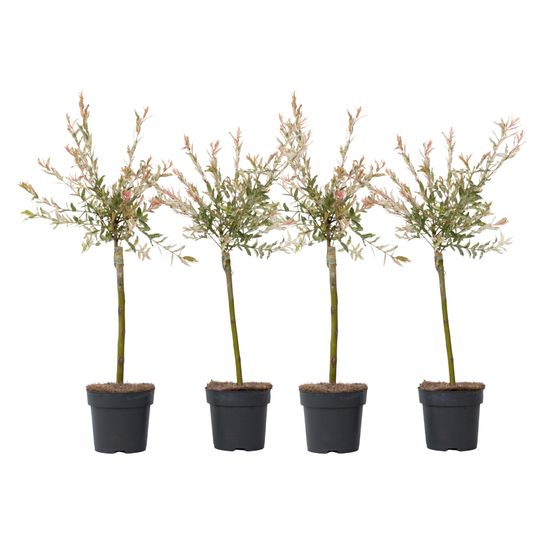 Plant in a Box Salix integra 'Flamingo' (60 cm) - kaufen bei Galaxus